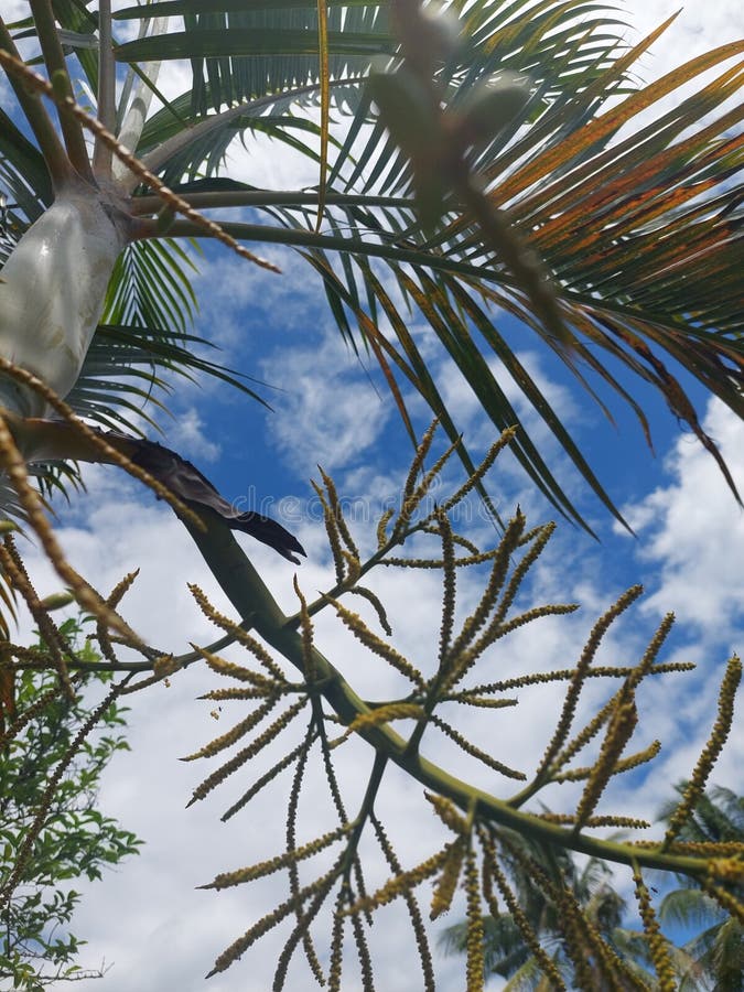 Unique palm tree stock photo. Image of forest, plant - 401599360