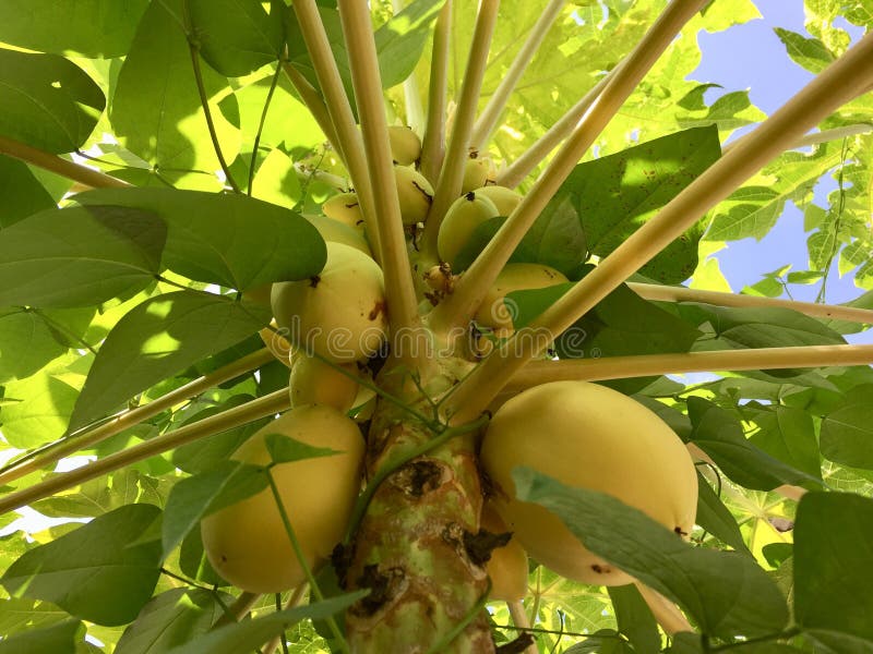 Yellow papaya tree stock photo. Image of fruit, freshness - 252429176