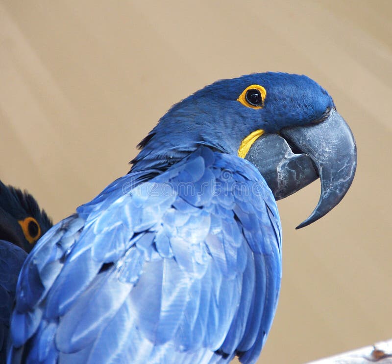 Unique parrot stock image. Image of playing, bird, unique - 16157443