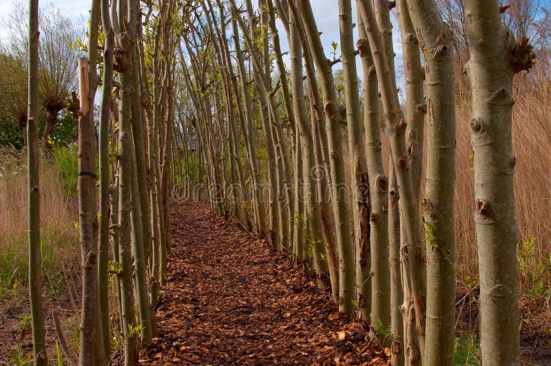 An Unique Pathway in the Park. Created by Bending the Treess Along ...