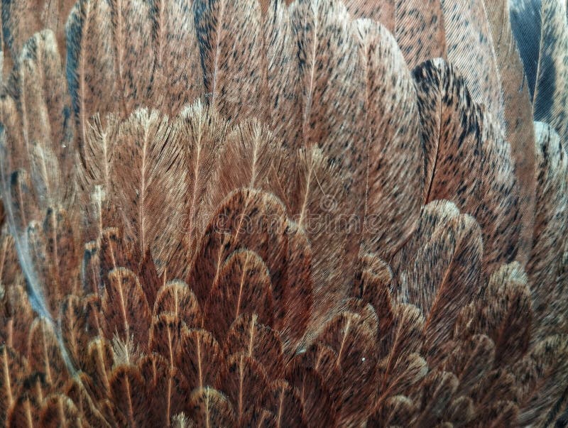 Unique Pattern Chicken Fur Texture for Abstrack Background or 3D ...