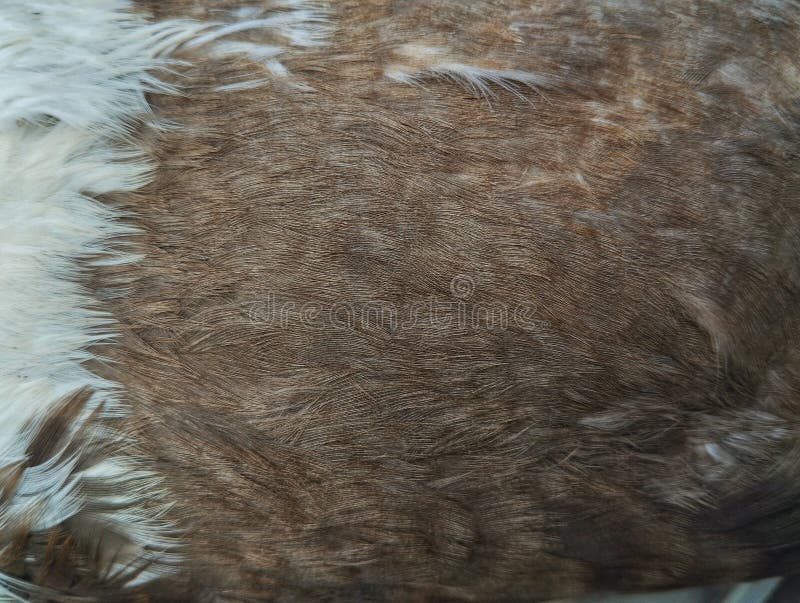 Unique Pattern Duck Fur Texture for Abstrack Background or 3D Rendering ...