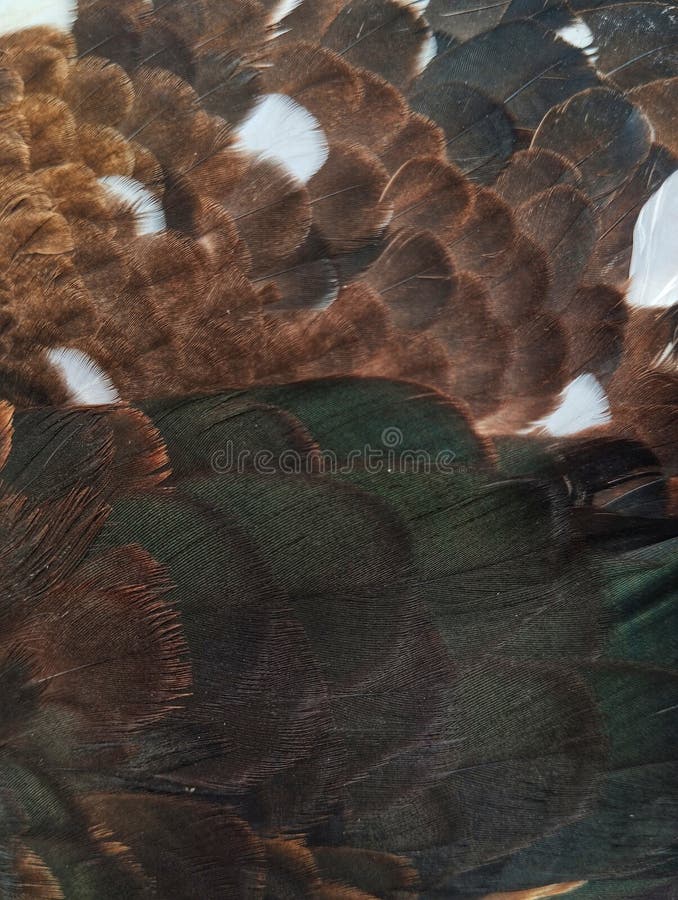 Unique Pattern Duck Fur Texture for Abstrack Background or 3D Rendering ...