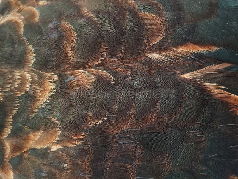 Unique Pattern Duck Fur Texture for Abstrack Background or 3D Rendering ...
