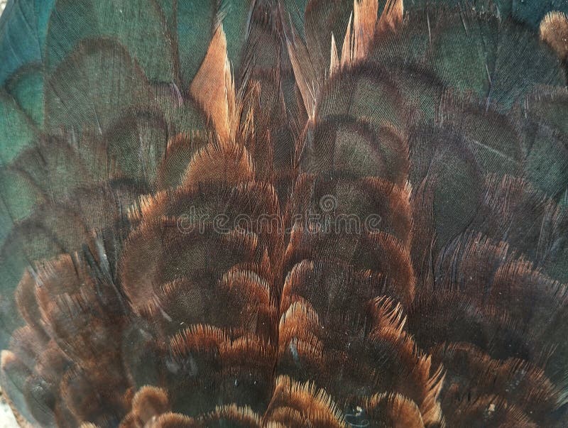 Unique Pattern Duck Fur Texture for Abstrack Background or 3D Rendering ...