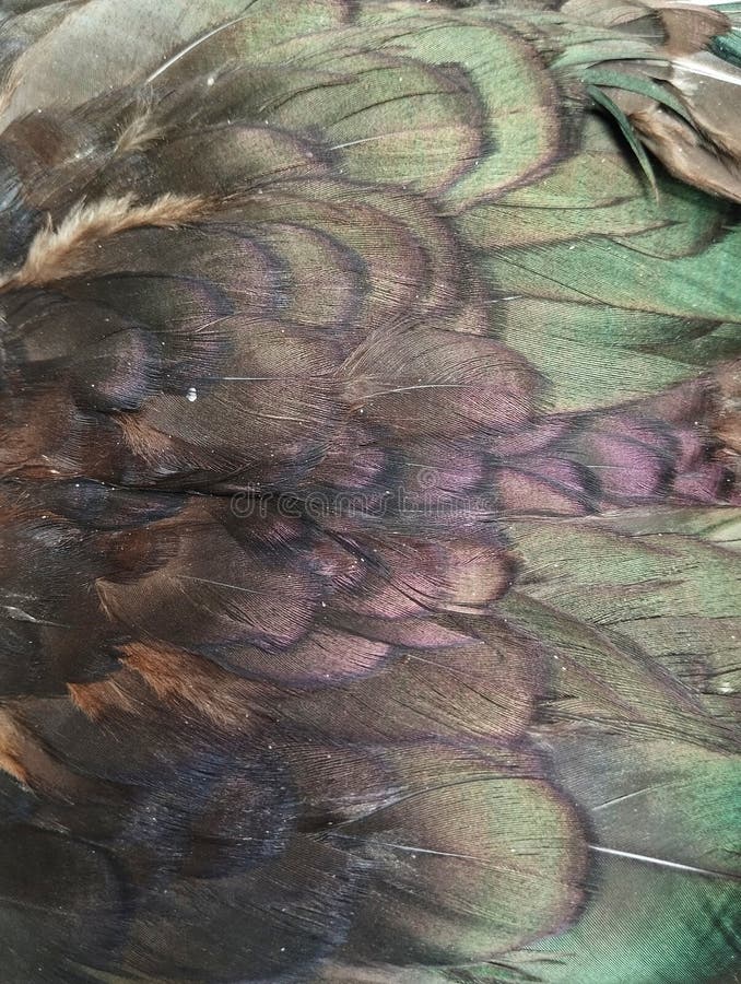 Unique Pattern Duck Fur Texture for Abstrack Background or 3D Rendering ...