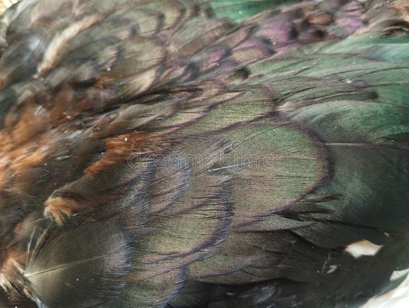 Unique Pattern Duck Fur Texture for Abstrack Background or 3D Rendering ...