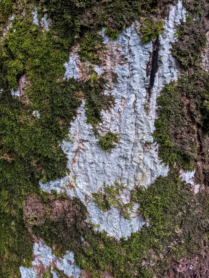 Unique Pattern of Moss on a Tree Stock Photo - Image of spreading ...