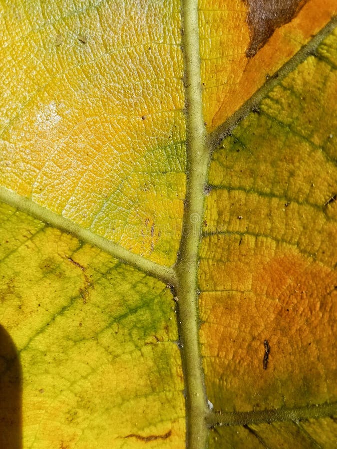 Unique Pattern of Teak Tree Leaf, Its Yellow and Going To Dry, Brown Part is the Part that ...