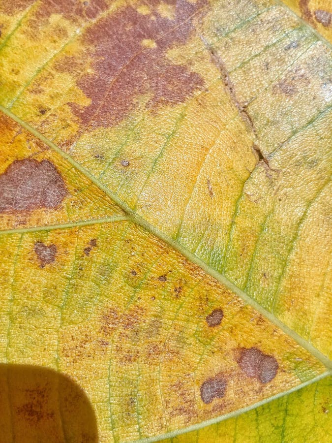 Unique Pattern of Teak Tree Leaf, Its Yellow and Going To Dry, Brown Part is the Part that ...