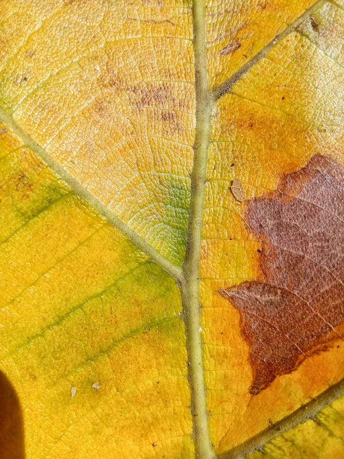 Unique Pattern of Teak Tree Leaf, Its Yellow and Going To Dry, Brown Part is the Part that ...