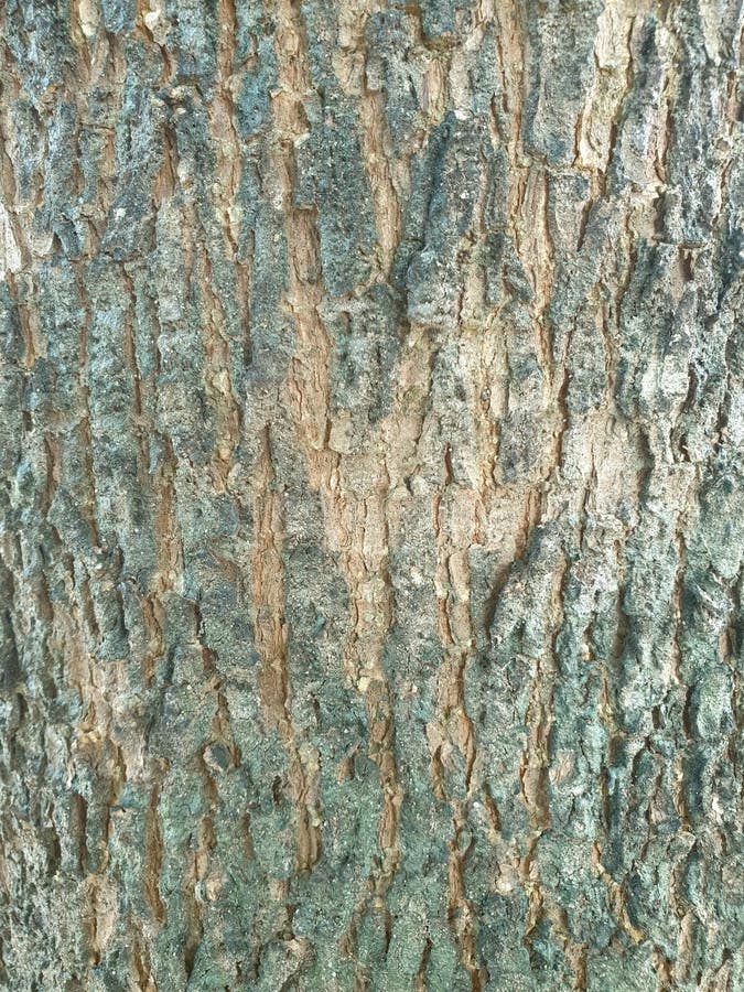 Unique Pattern on Tree Bark Stock Image - Image of unique, forest ...