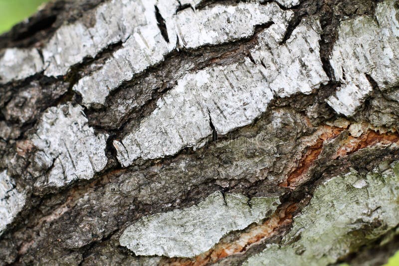 Unique Pattern of Tree Bark Stock Image - Image of stones, tree: 258283439
