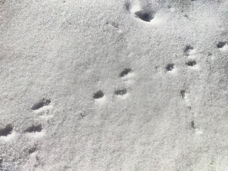 Unique Paw Prints Imprinted on a Sandy Surface Showcasing Intricate ...