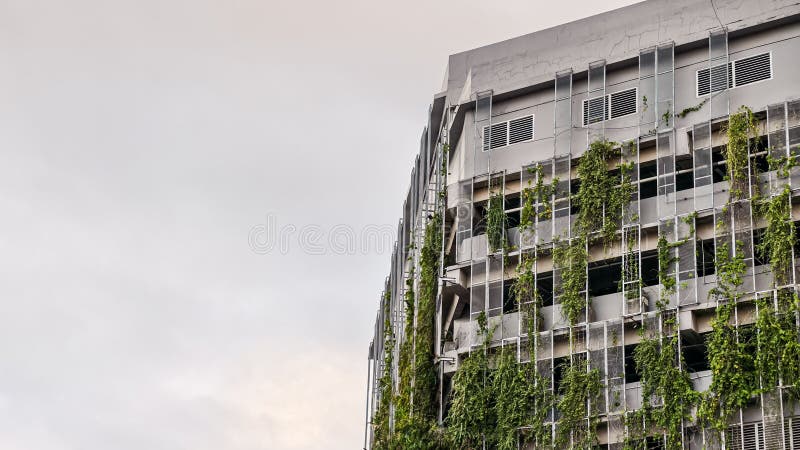 Urban Decay: Building Overgrown with Vines Stock Photo - Image of vines ...