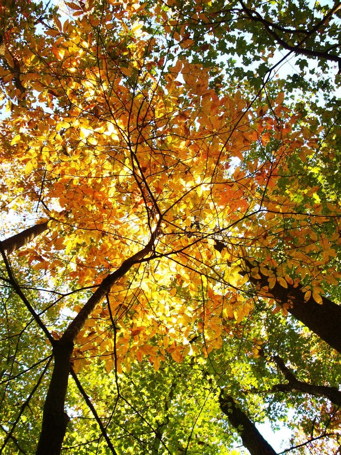 Unique VIEW of a TREE in FALL Stock Image - Image of park, bottom ...
