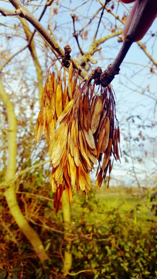 Seeds on a tree stock image. Image of background, simple - 131321381