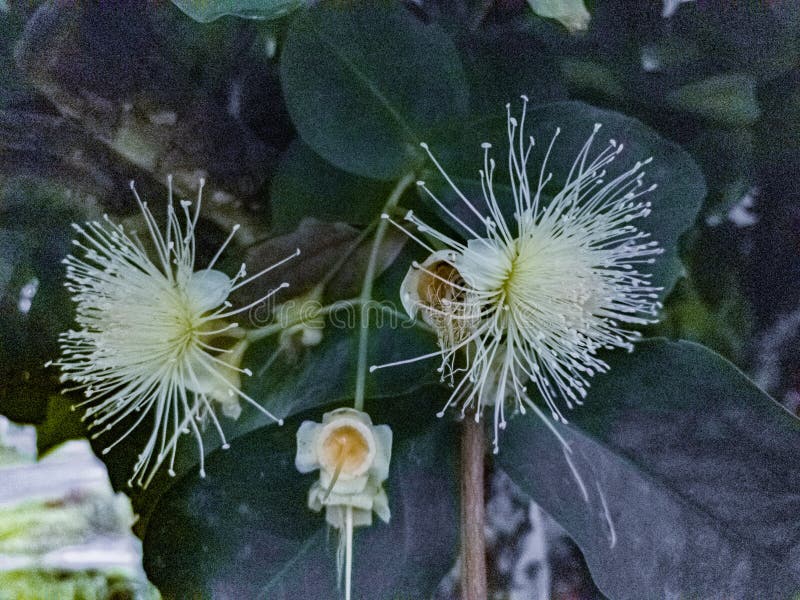 Unique Photo Shot of Natural Guava Tree Seed Flower Stock Image - Image ...