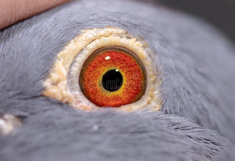 Unique Pigeon Eye. Wild Grey Bird Eye Stock Image - Image of white ...