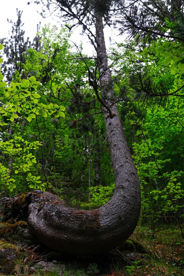 Unique Pine Tree Oddly Shaped and Crooked on a Forest Landscape ...