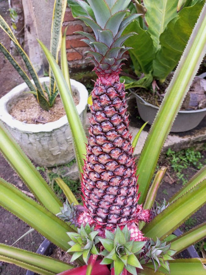 The unique pineapple berry stock image. Image of unique - 263075881