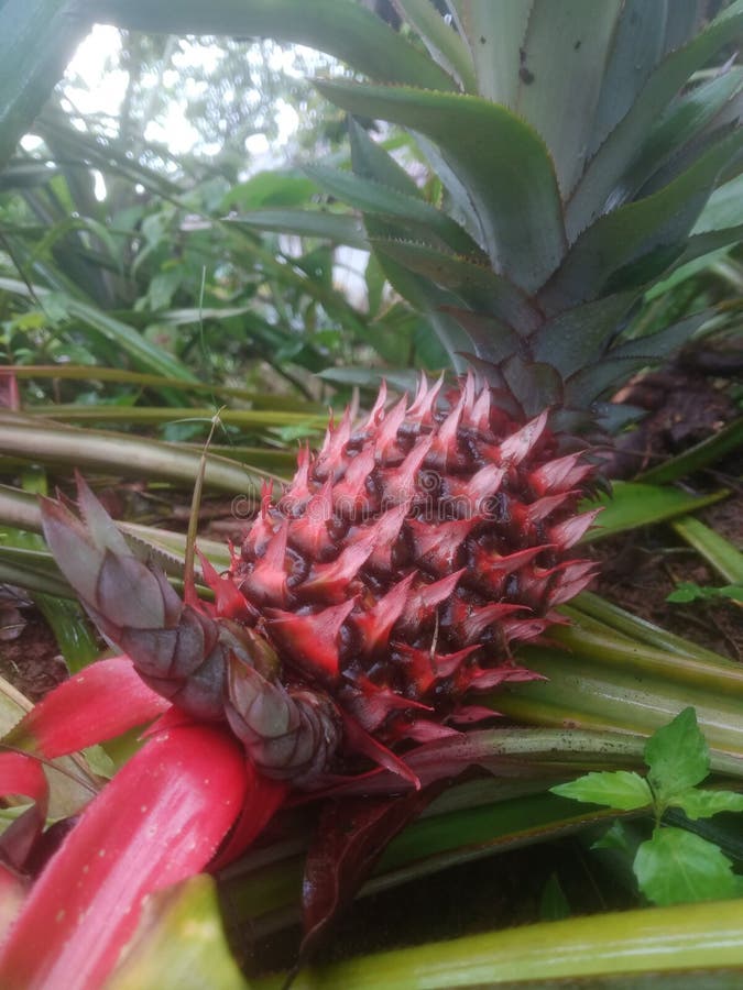 Unique pineapple fruit stock photo. Image of villages - 348093968