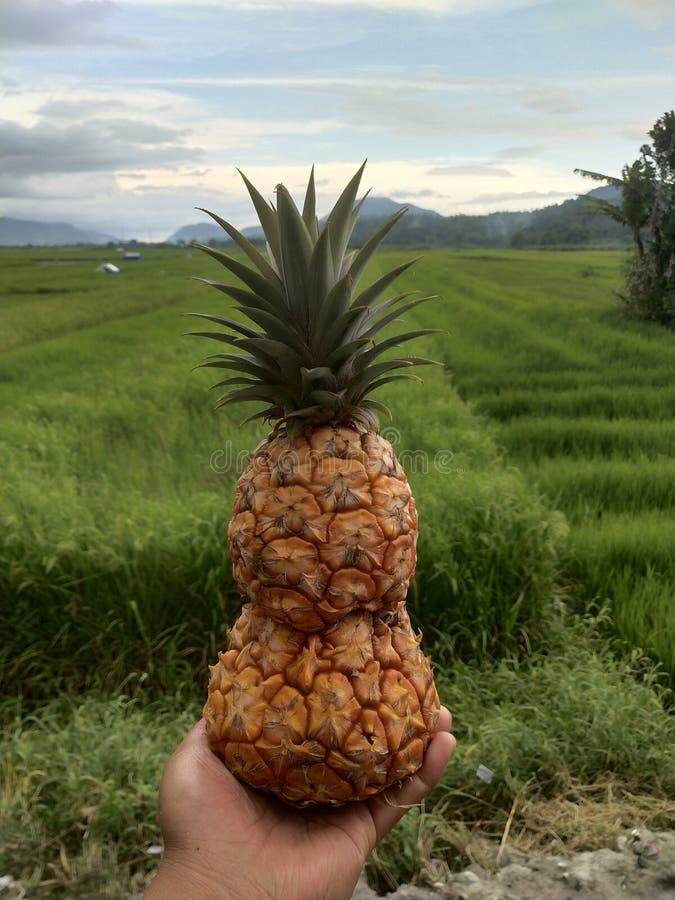 Unique Pineapple Fruit in Rice Field Stock Photo - Image of unique ...