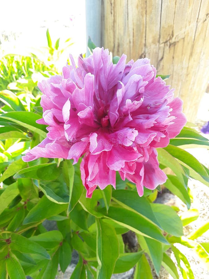 Unique Pink Flower No Filter Stock Photo - Image of flower, pink: 206961758