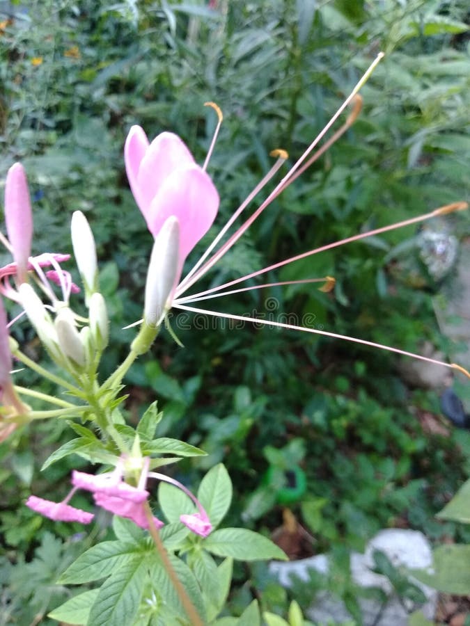 Unique pink stock image. Image of petals, protrusion - 130970997