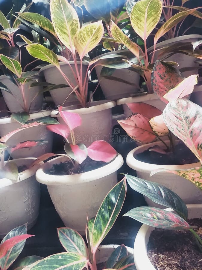 Unique plant aglonema stock image. Image of unique, greend - 262171497