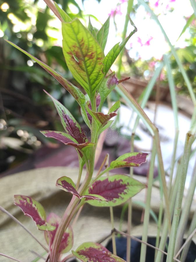 A Unique Plant with a Green Color with a Red Pattern Stock Photo ...