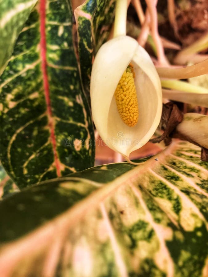 A unique plant. stock photo. Image of spectacular, beautiful - 204183562