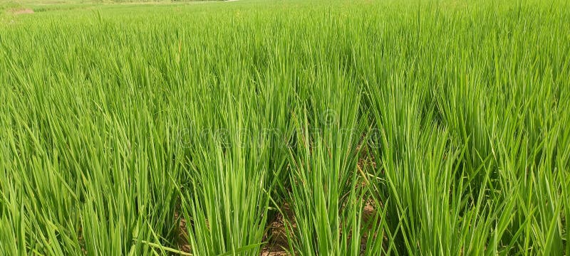 Unique Plants that Grow Around the Rice Fields and are Very Interesting ...