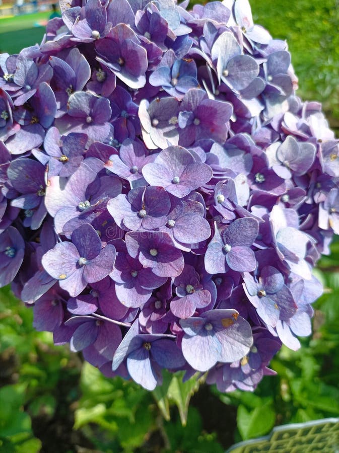 Unique Plants in Mountainous Areas of Indonesia Stock Image - Image of ...