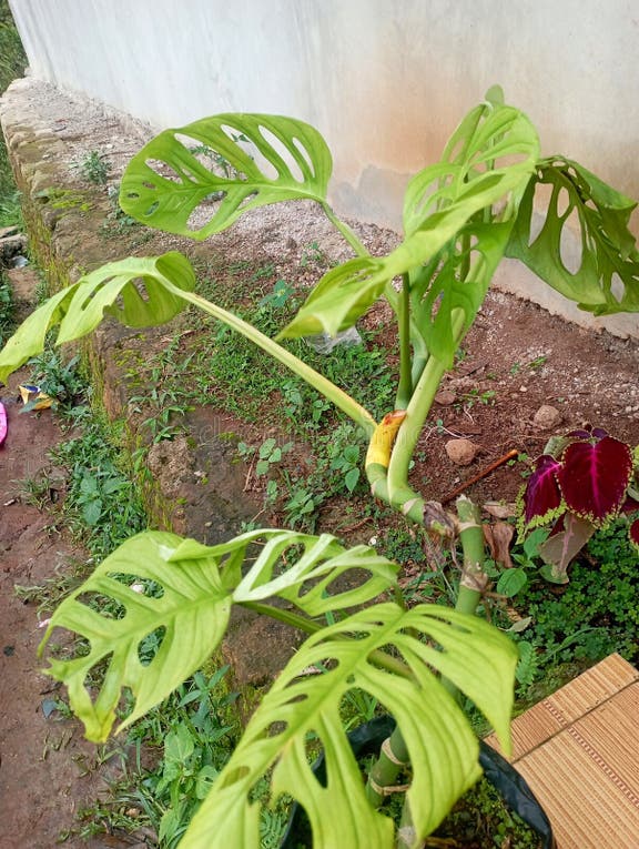 Unique Plants and Perforated Leaves Stock Image - Image of vegetable ...