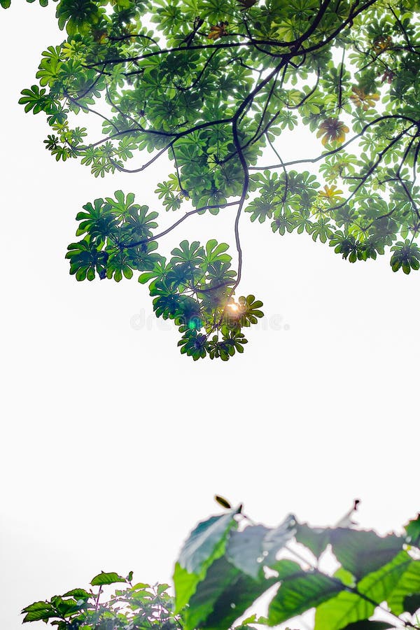 Unique Portraits of Tree Leaves Stock Photo - Image of shrub, line ...