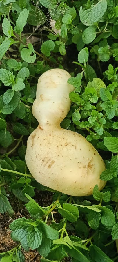 An Unique Potato Pic in My Field in 2022 Stock Image - Image of unique ...