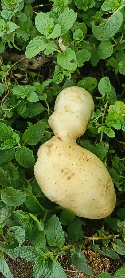 An Unique Potato Pic in My Field in 2022 Stock Image - Image of potato ...