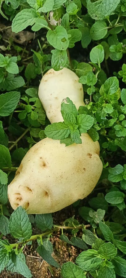 An Unique Potato Pic in My Field in 2022 Stock Photo - Image of unique ...
