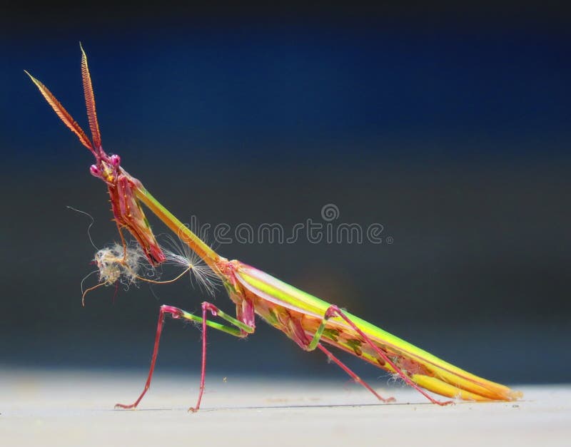 Unique Praying Mantis ,unique Creature, Stock Photo - Image of line ...