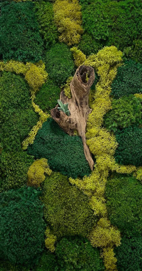 A Unique Preserved Green Moss Wall with Driftwood Object Stock Image ...