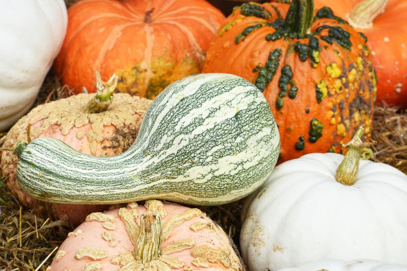 Unique Pumpkins and Gourds stock photo. Image of carve - 100160162
