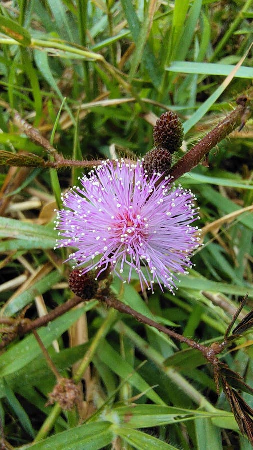 Beautiful wildflowers stock image. Image of herb, unique - 263707413