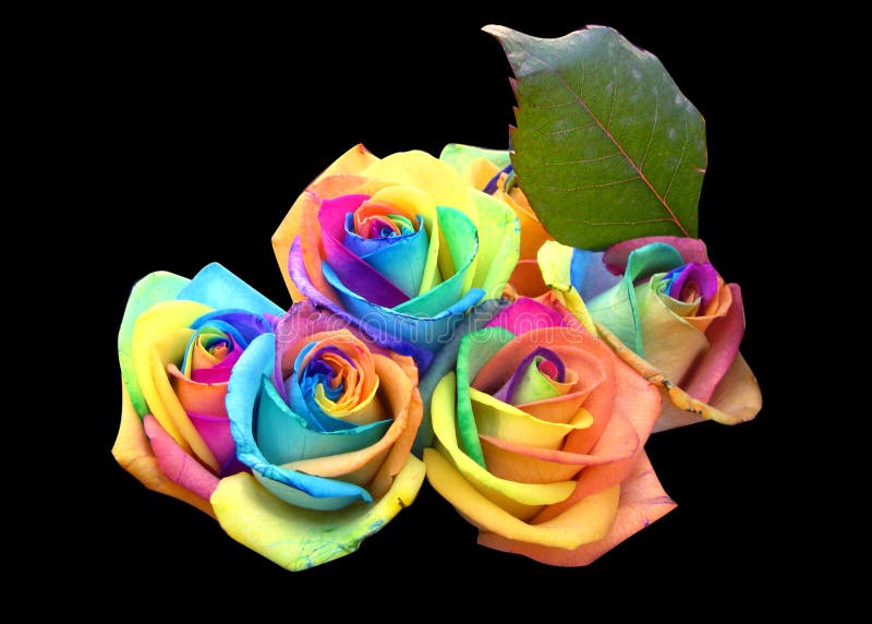 Unique rainbow roses stock image. Image of elegant, flowers - 5065111