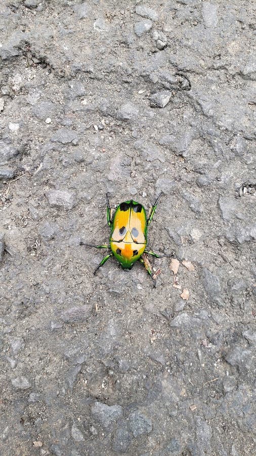Unique and Rare Beetles with Beautiful Colors Stock Photo - Image of ...