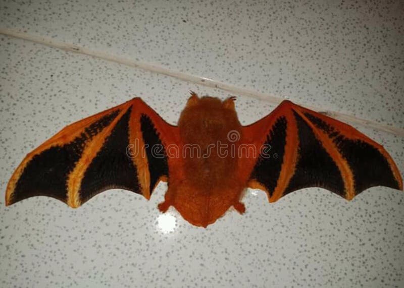 Rare Bats Stock Photos - Free & Royalty-Free Stock Photos from Dreamstime
