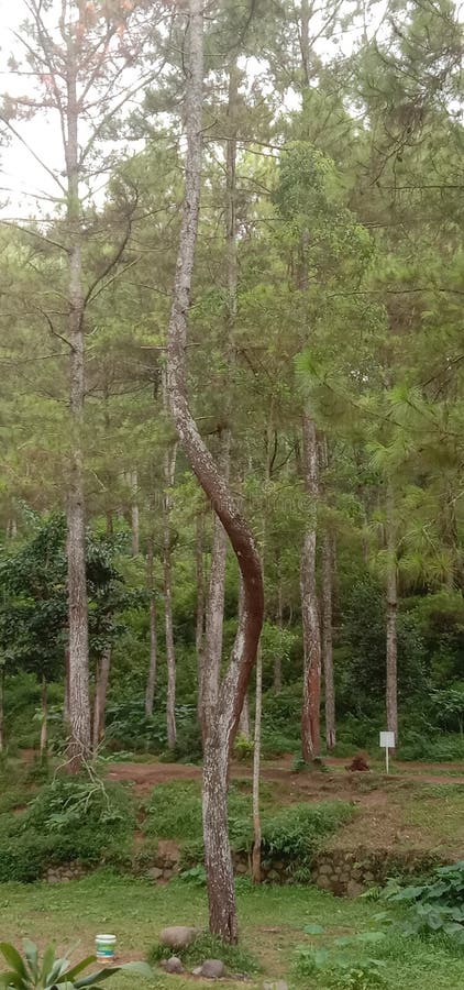 Unique and Rare Tree Shape at Tropical Forest Stock Image - Image of ...