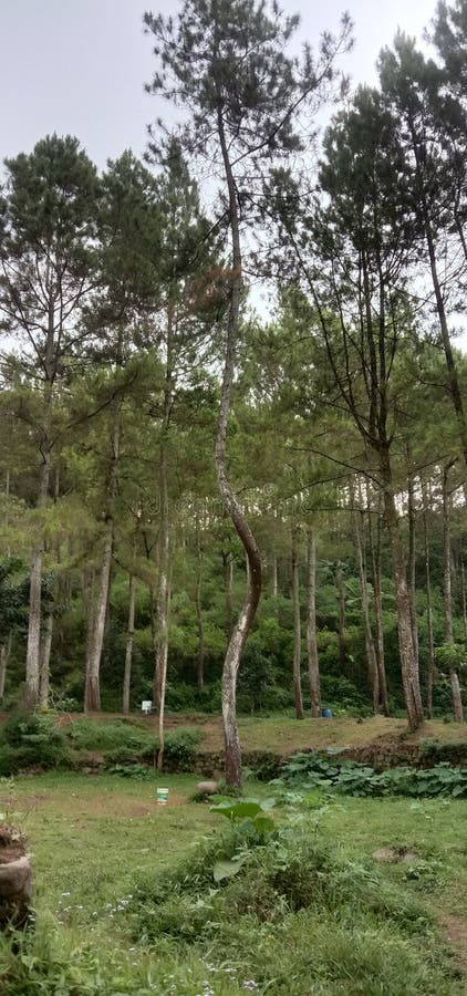 Unique and rare tree shape stock photo. Image of wetland - 258789168