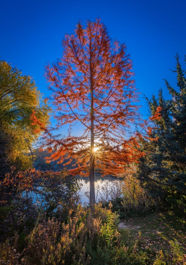 Unique Red Colored Pine Tree in Autumn Color with Sun Star Stock Photo ...