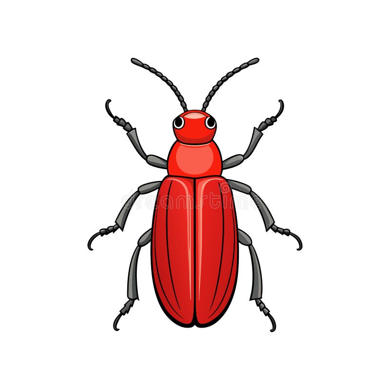Unique Red Flour Beetle Animal Realistic Illustration Stock ...